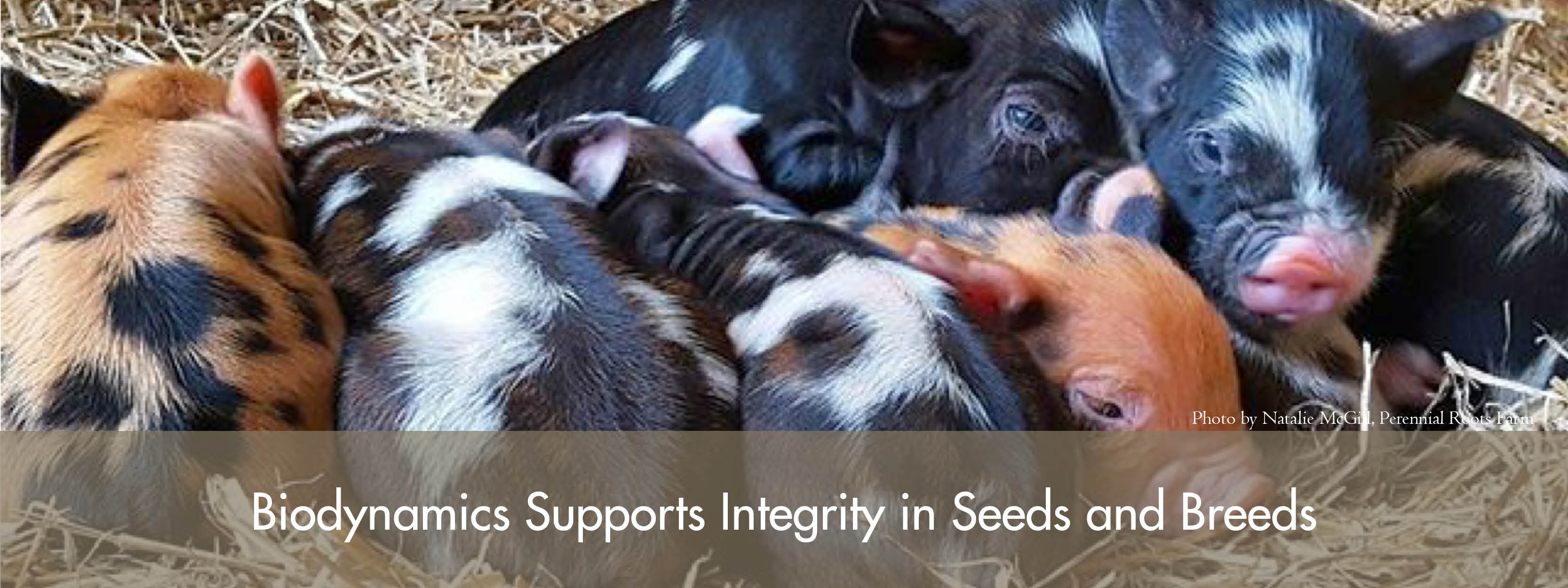 What Is Biodynamics? | Biodynamic Association